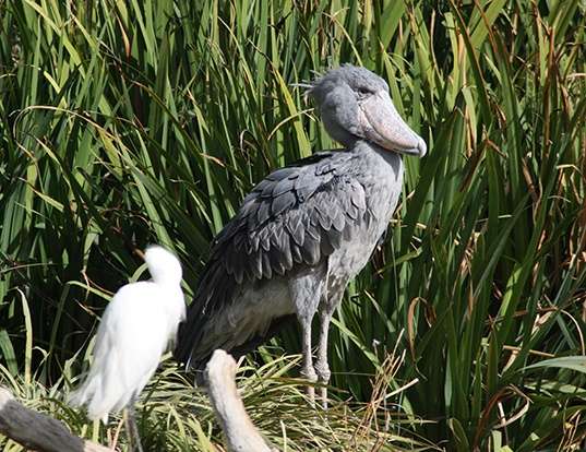 SHOEBILL LIFE EXPECTANCY