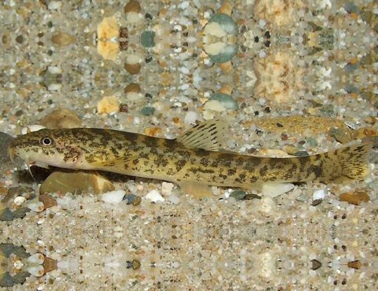 POND LOACH LIFE EXPECTANCY