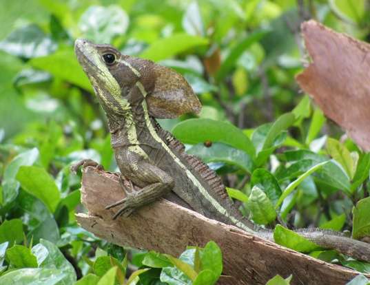 BROWN BASILISK LIFE EXPECTANCY