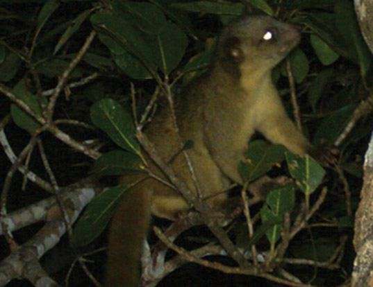 ALLEN'S OLINGO LIFE EXPECTANCY