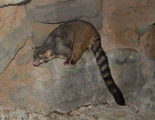 CACOMISTLE LIFE EXPECTANCY