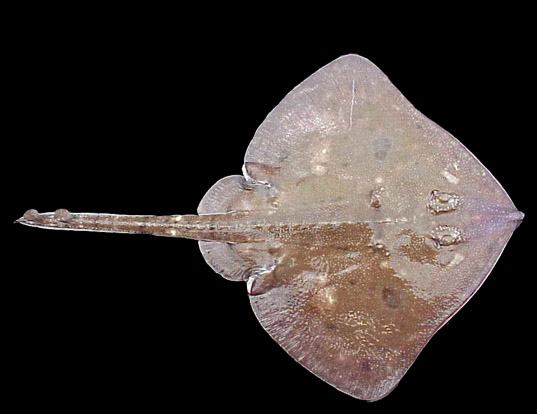 SKATE LIFE EXPECTANCY