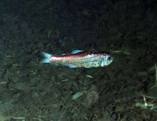 GLACIER LANTERNFISH LIFE EXPECTANCY