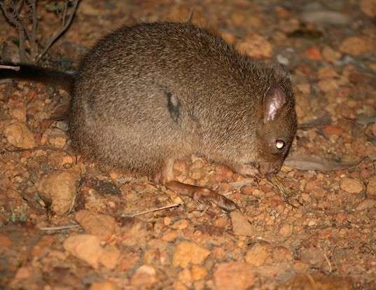 POTTO LIFE EXPECTANCY