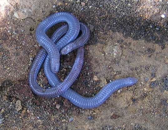 IBERIAN WORM LIZARD LIFE EXPECTANCY
