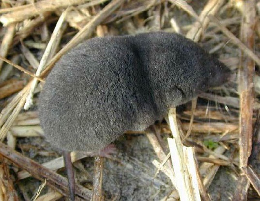HOUSE SHREW LIFE EXPECTANCY