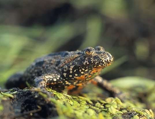 OAK TOAD LIFE EXPECTANCY