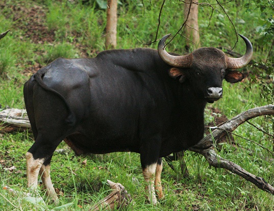 GAUR LIFE EXPECTANCY