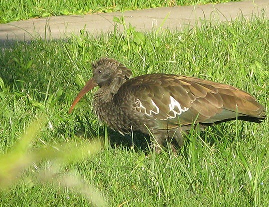 WATTLED IBIS LIFE EXPECTANCY