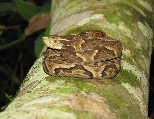 JARARACA LIFE EXPECTANCY