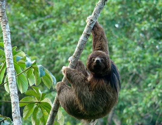 MANED THREE-TOED SLOTH LIFE EXPECTANCY