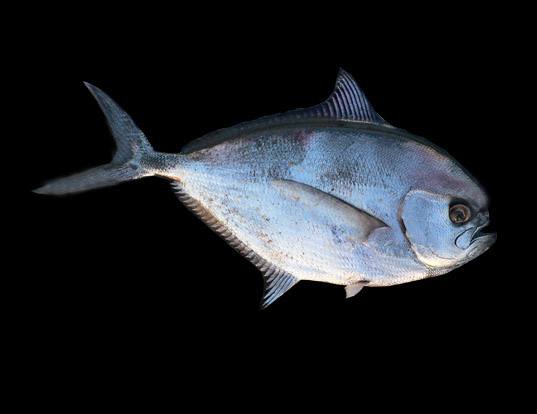 ATLANTIC POMFRET LIFE EXPECTANCY