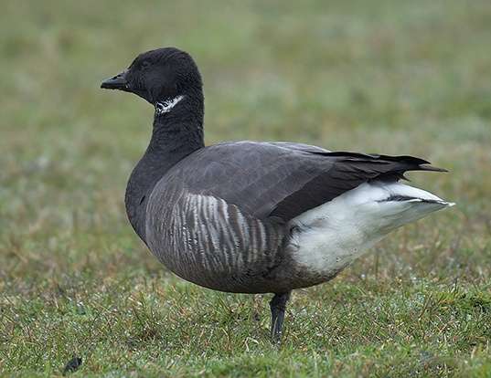 MAGPIE GOOSE LIFE EXPECTANCY