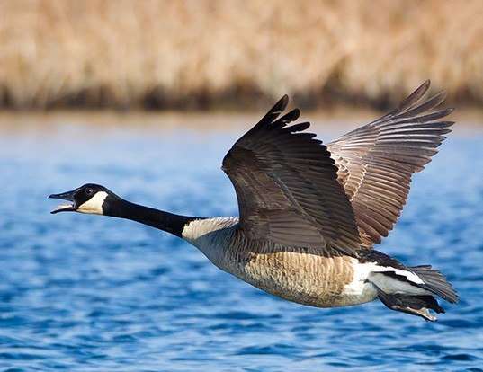 MAGPIE GOOSE LIFE EXPECTANCY