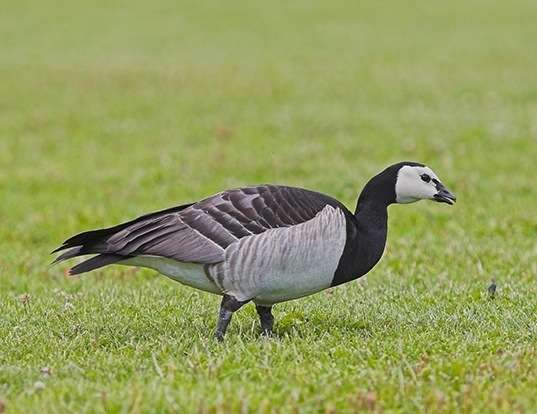 MAGPIE GOOSE LIFE EXPECTANCY