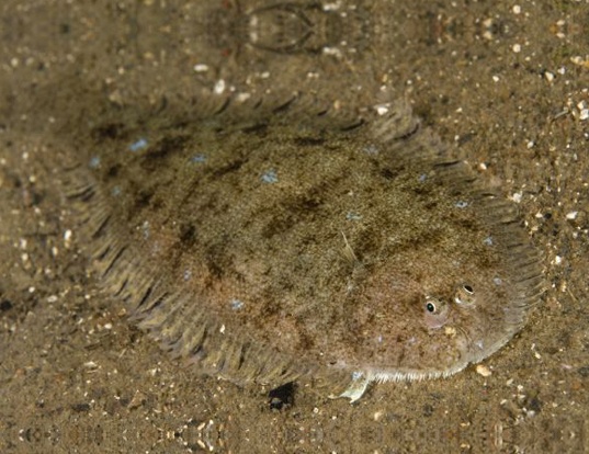 VIRGIN SPINEDACE LIFE EXPECTANCY