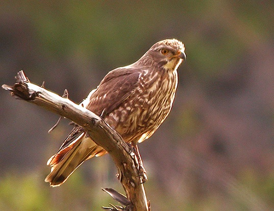 GRAY-FACED BUZZARD LIFE EXPECTANCY