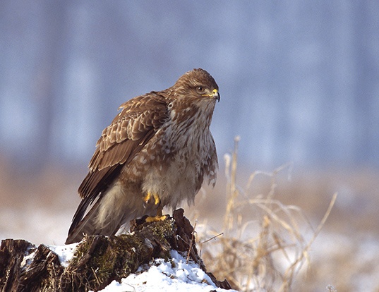 EUROPEAN HONEY BUZZARD LIFE EXPECTANCY