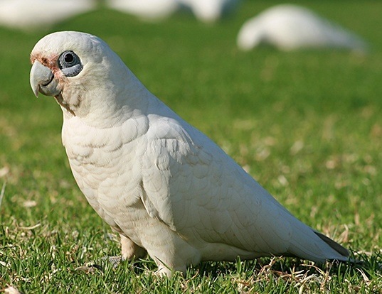 LITTLE CORELLA LIFE EXPECTANCY