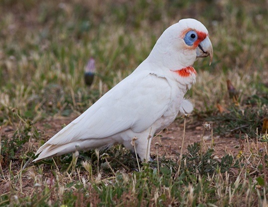 LONG-BILLED CORELLA LIFE EXPECTANCY