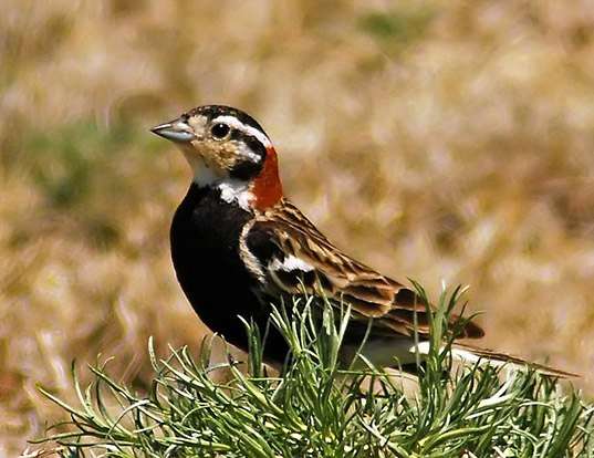 CHESTNUT-COLLARED LONGSPUR LIFE EXPECTANCY