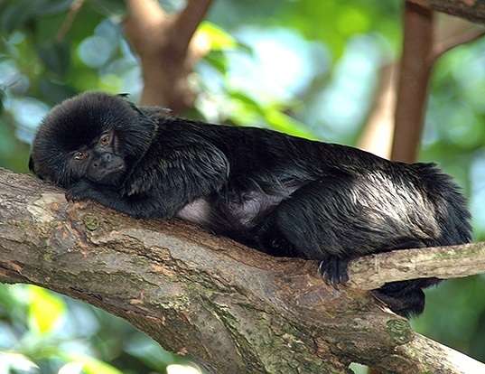 PREUSS'S MONKEY LIFE EXPECTANCY