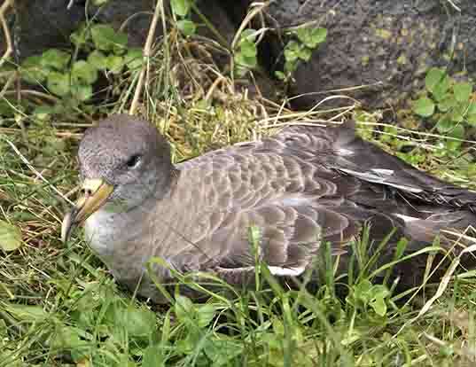 SCOPOLI'S SHEARWATER LIFE EXPECTANCY