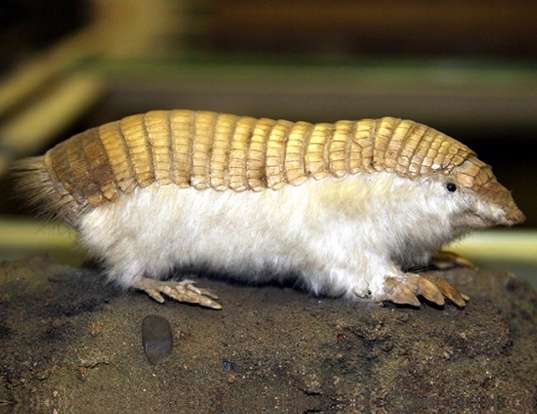 GREATER FAIRY ARMADILLO LIFE EXPECTANCY