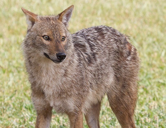GOLDEN JACKAL LIFE EXPECTANCY