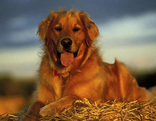 DOMESTIC DOG LIFE EXPECTANCY