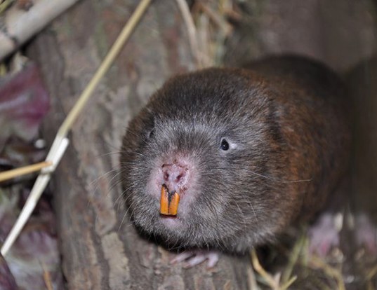 CAPE MOLE-RAT LIFE EXPECTANCY