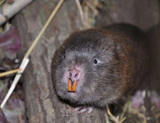 ESPERANZA DE VIDA DE LOS LESSER BAMBOO RAT