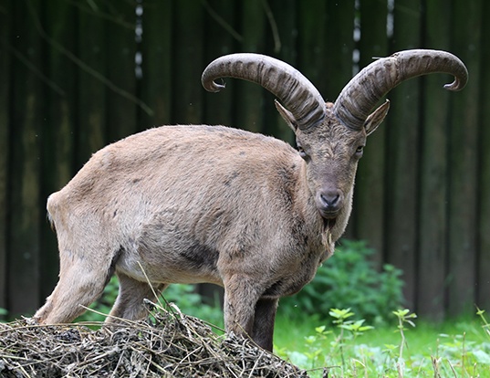 ALPINE IBEX LIFE EXPECTANCY