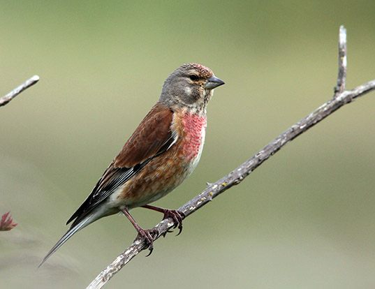 EURASIAN LINNET LIFE EXPECTANCY