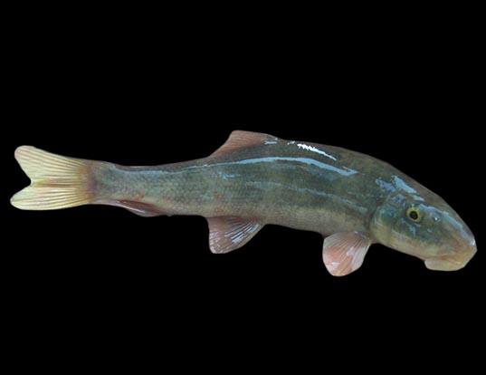 LONGNOSE SUCKER LIFE EXPECTANCY