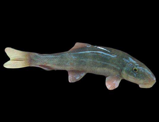 TAHOE SUCKER LIFE EXPECTANCY