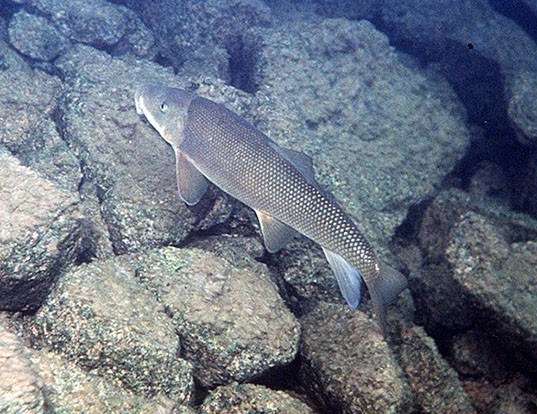 MODOC SUCKER LIFE EXPECTANCY