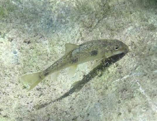 BLUE SUCKER LIFE EXPECTANCY