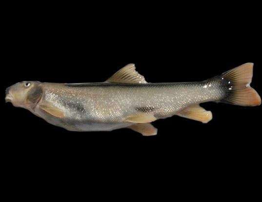 KLAMATH SMALLSCALE SUCKER LIFE EXPECTANCY