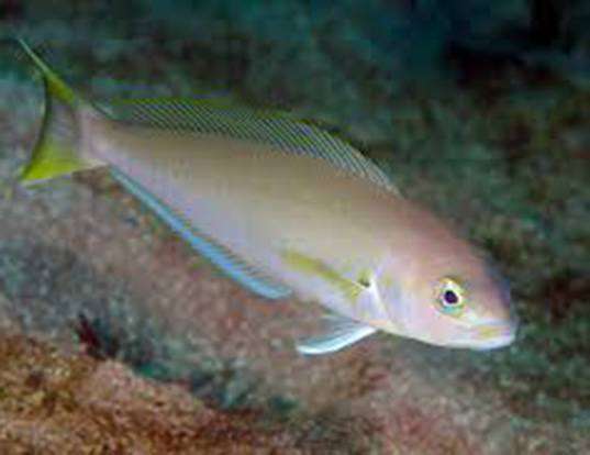 OCEAN WHITEFISH LIFE EXPECTANCY