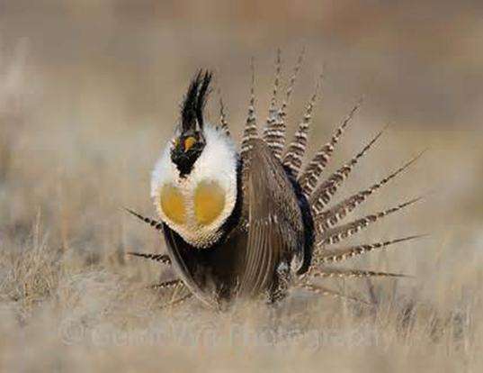 GUNNISON GROUSE LIFE EXPECTANCY