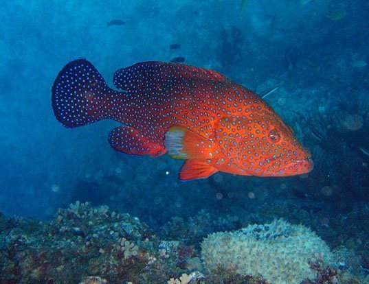 EMERALD ROCKCOD LIFE EXPECTANCY