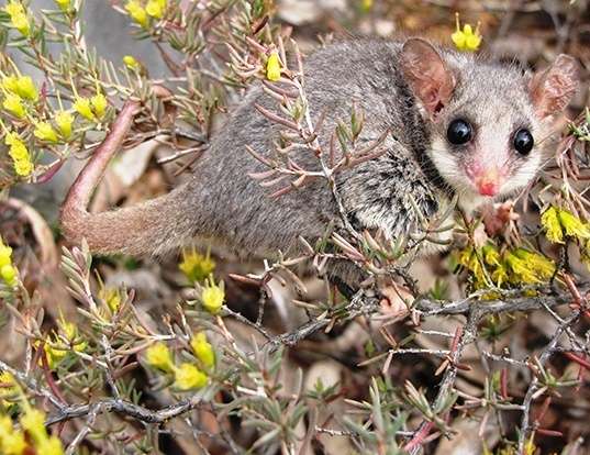 BRUSHTAIL POSSUM LIFE EXPECTANCY