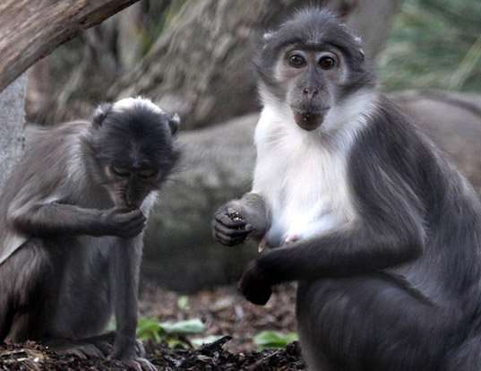 PREUSS'S MONKEY LIFE EXPECTANCY