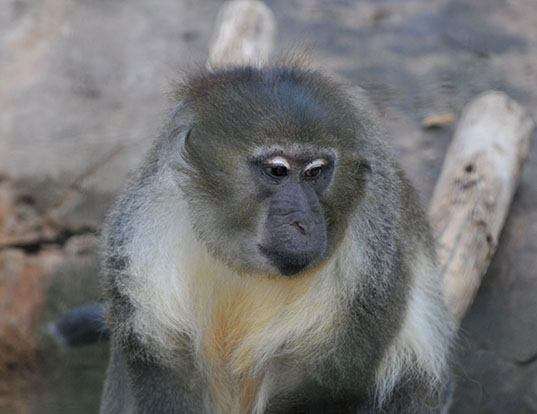 PREUSS'S MONKEY LIFE EXPECTANCY