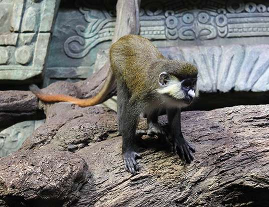 PREUSS'S MONKEY LIFE EXPECTANCY