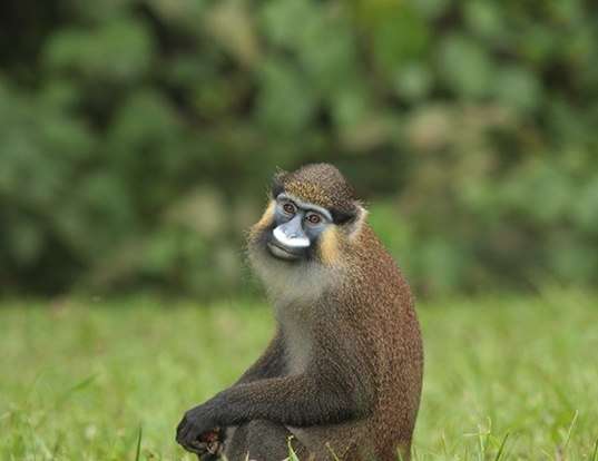 PREUSS'S MONKEY LIFE EXPECTANCY