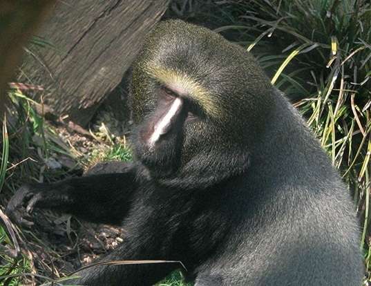 OWL-FACED MONKEY LIFE EXPECTANCY