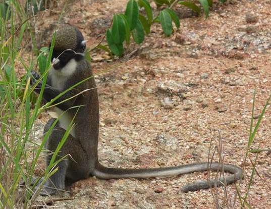 PREUSS'S MONKEY LIFE EXPECTANCY