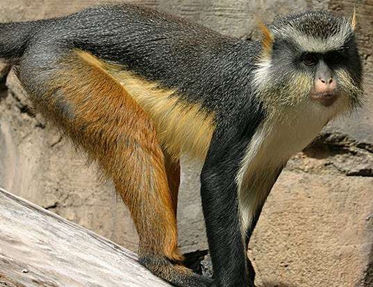 ESPERANZA DE VIDA DE LOS WOLF'S MONA MONKEY